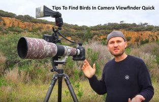 Tips To Find Birds In Camera Viewfinder Quick For Best Photo - Camera Ray