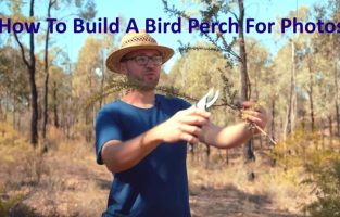 How To Make Bird Photography Perch For Quality Images - Camera Ray